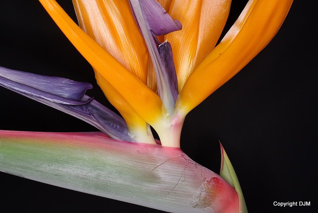 Your Flower Shot 1001 (January) | DPReview Forums