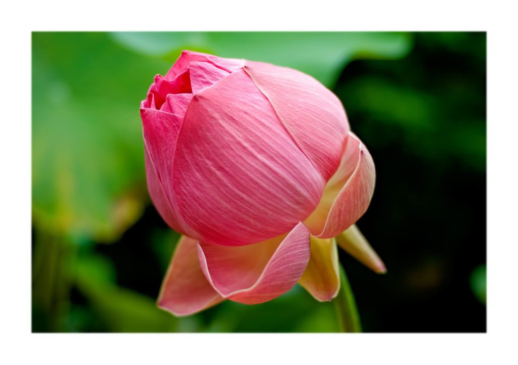 Your Flower Shot 1001 (January) | Page 2 | DPReview Forums