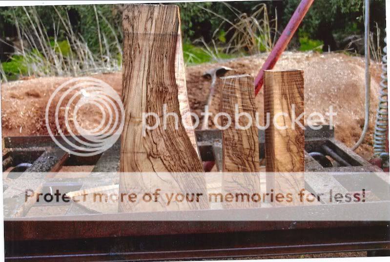 Fresh cut Walnut stock blanks... PICS | Trapshooters Forum
