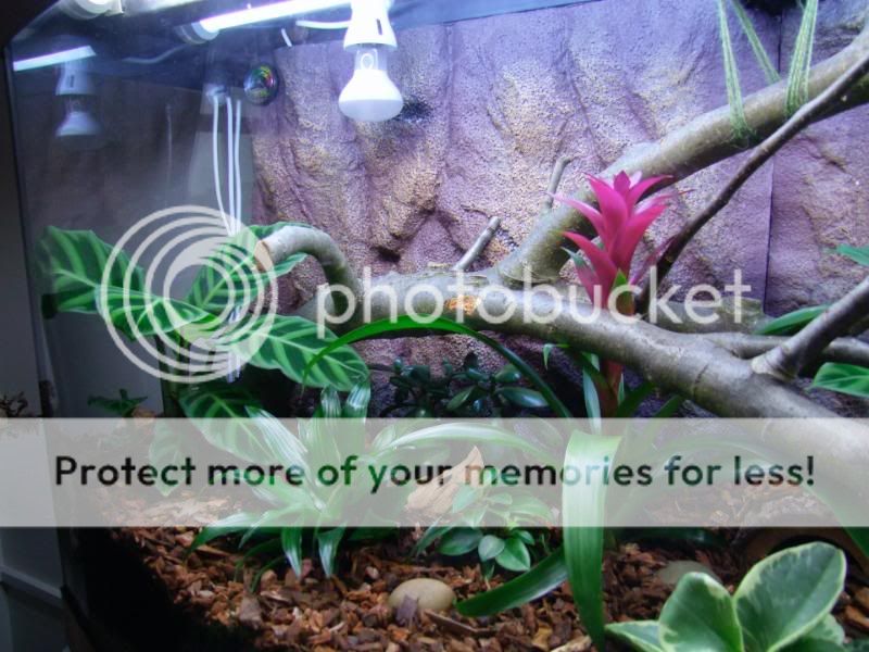 Show off your home made vivs/ conversions! | Reptile Forums