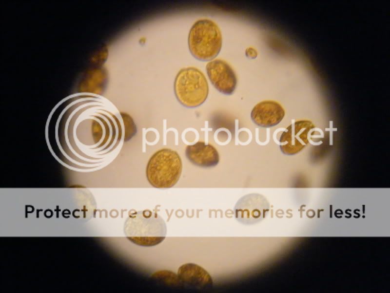 Digital Microscopy and pests in the reef system. - Reef Central Online ...