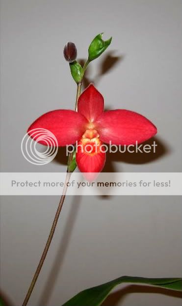 Phrag. Jason Fischer 'True Blood' | Slippertalk Orchid Forum