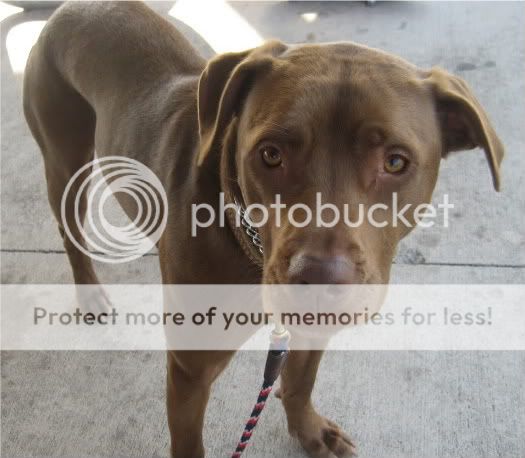 Belle has a look alike!! | Go Pitbull Forums