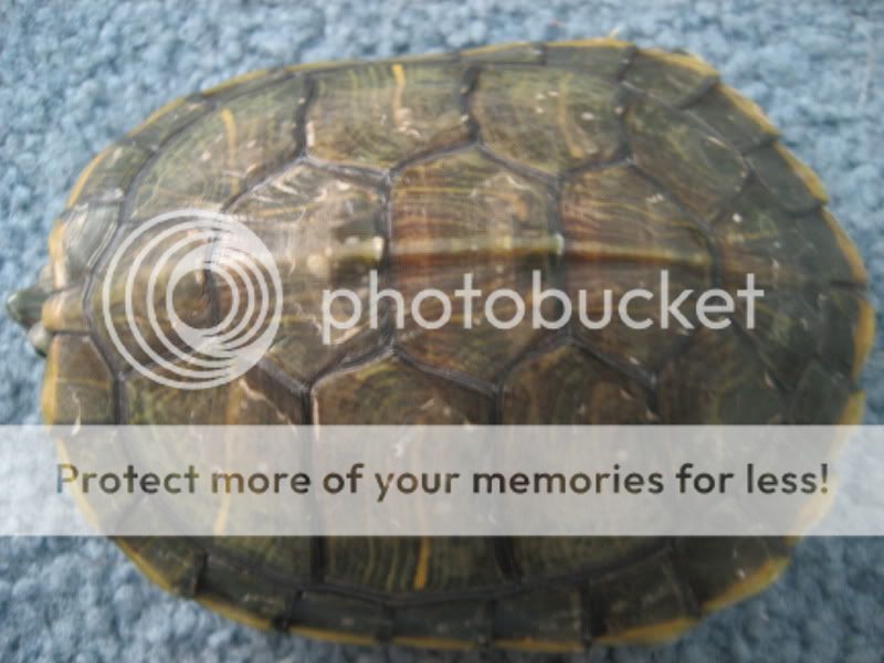 Redearslider.com :: View topic - Unhealthy RES shell????