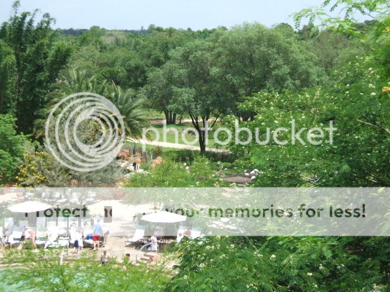 value studio with savannah view-AKL Jambo | The DIS Disney Discussion ...