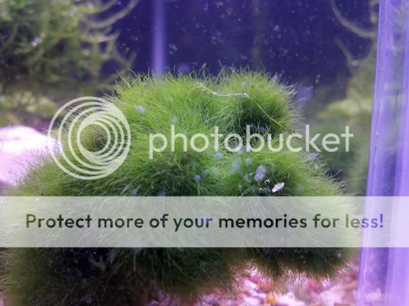 white fluff identification please | The Planted Tank Forum