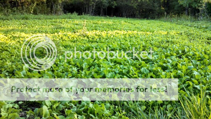 Tale of two turnip plots | Wildlife Habitat - Lets talk.....