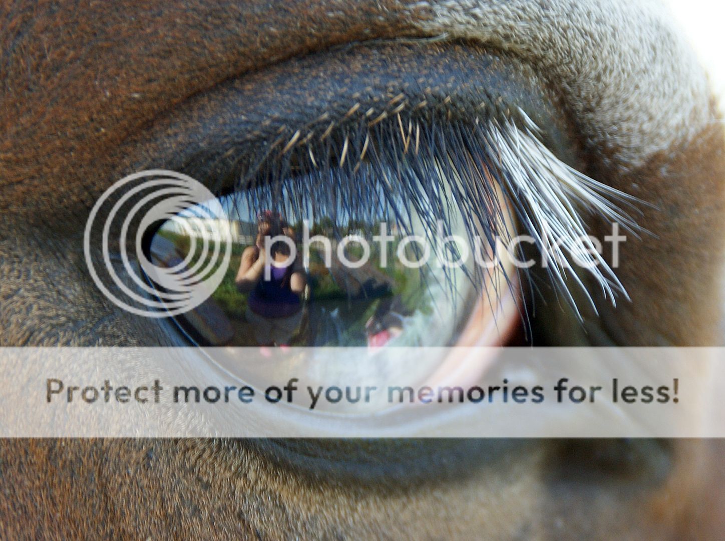 Vraag... reflectie in paardenoog.. • Bokt.nl