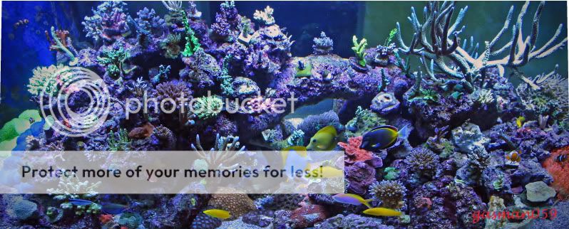 R2R FMAS tank thread | Reef2Reef