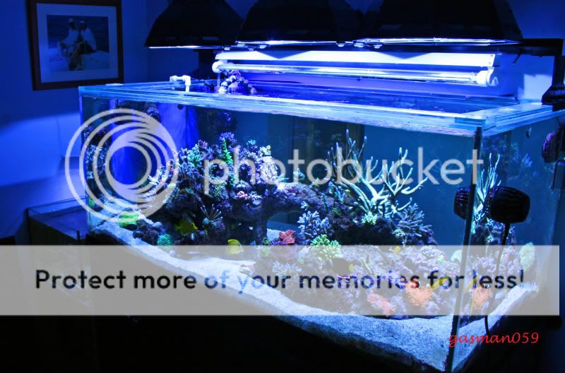 R2R FMAS tank thread | Reef2Reef